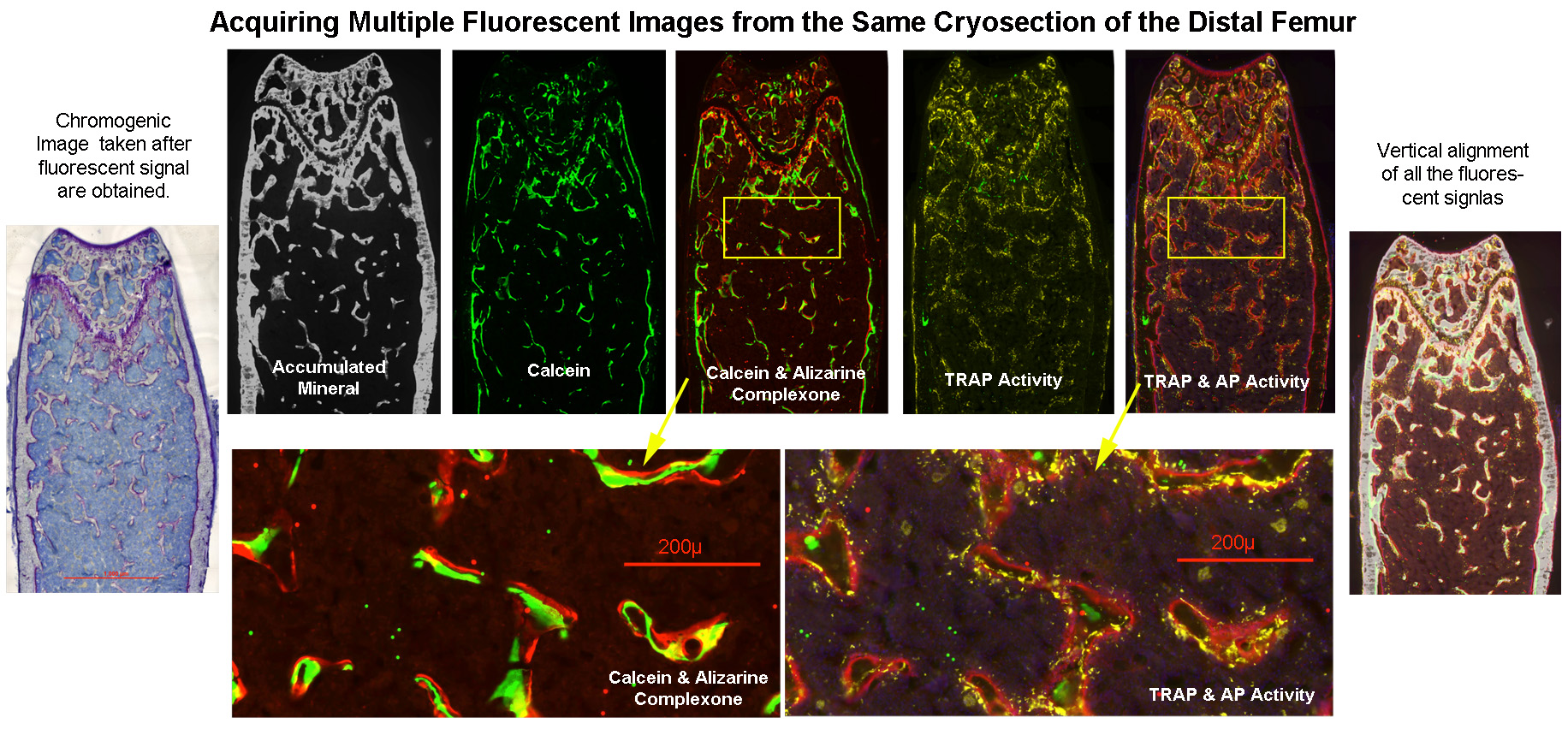 KOMP - Knock-Out Mouse Project